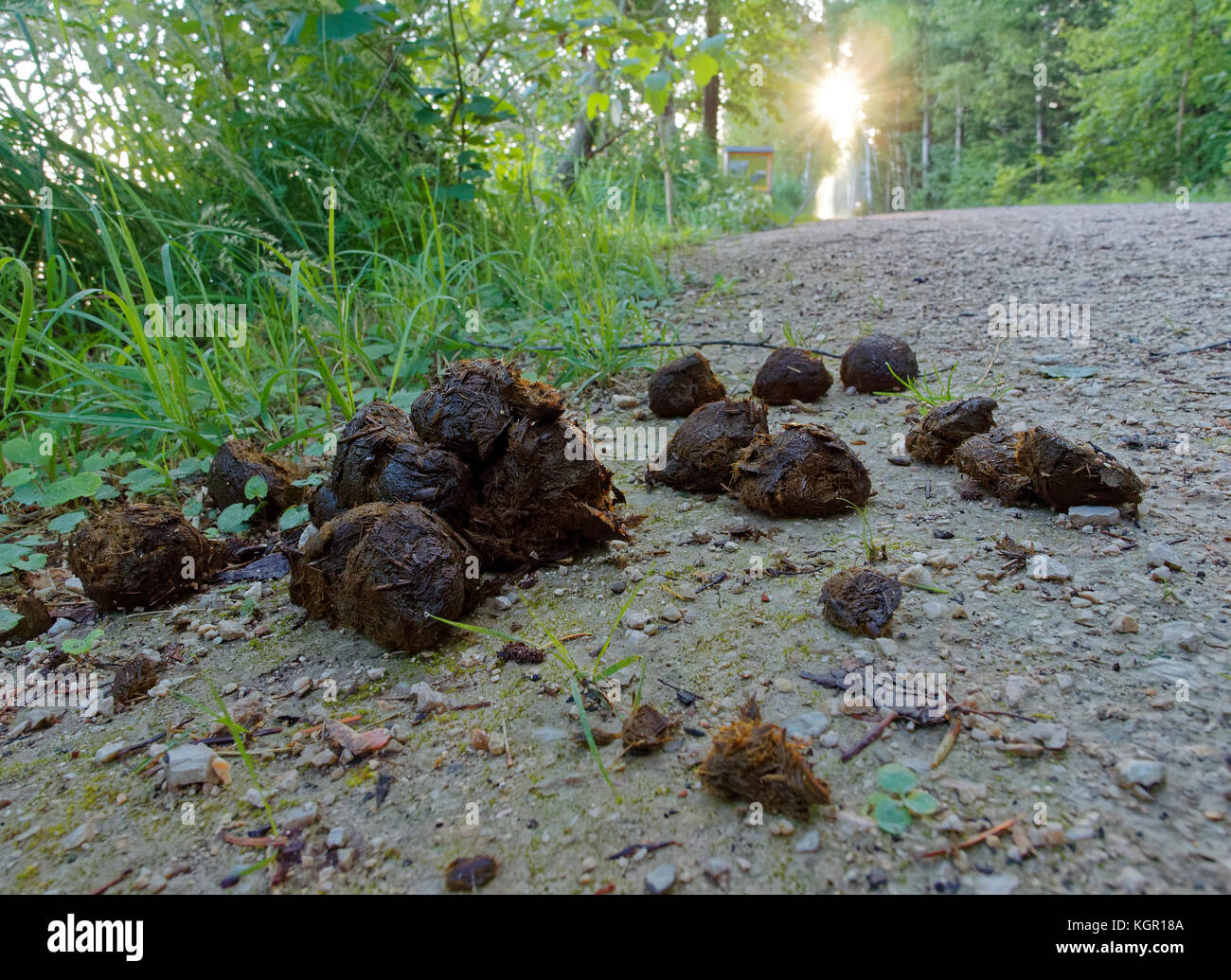 Horse manure forest hi-res stock photography and images - Alamy
