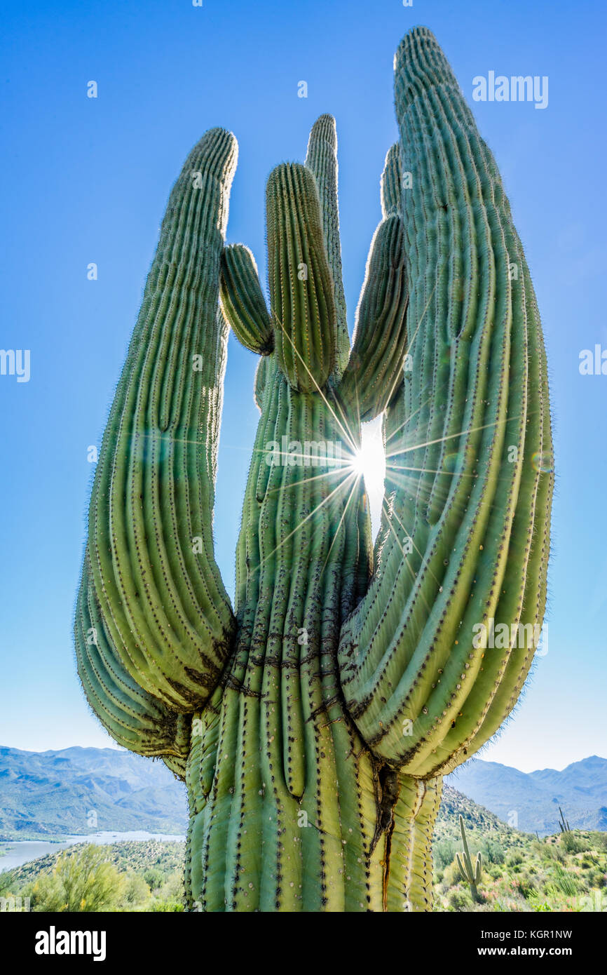 Saguaro cactus with sun star rays near Bartlett Lake in Tonto National ...