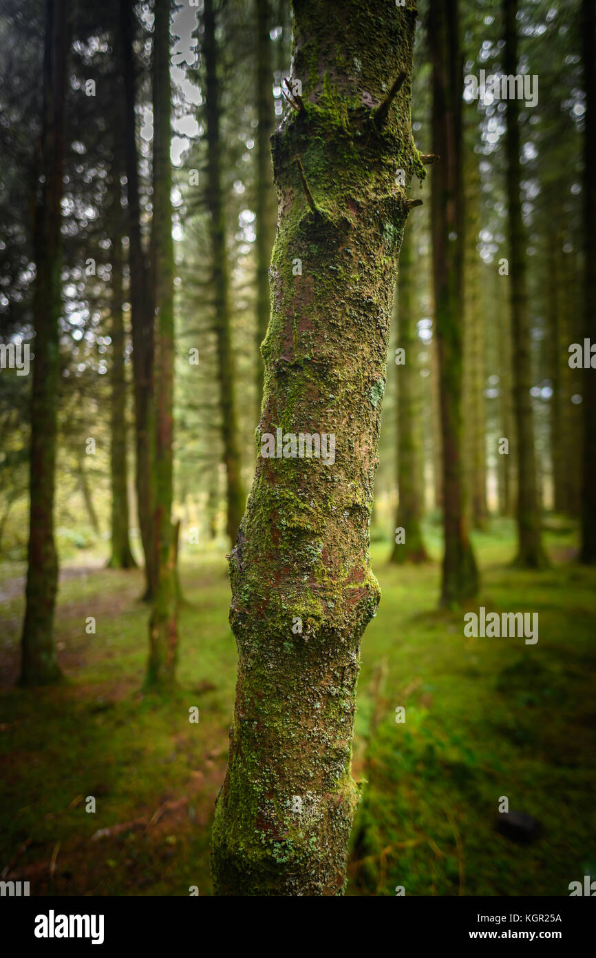 Forest in the Brecon Beacons, Wales Stock Photo - Alamy