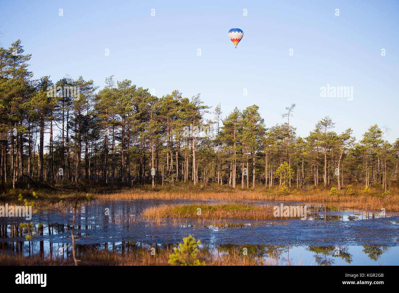 A beautiful colorful hot air baloon flying over the autumn swamp. Sunny ...