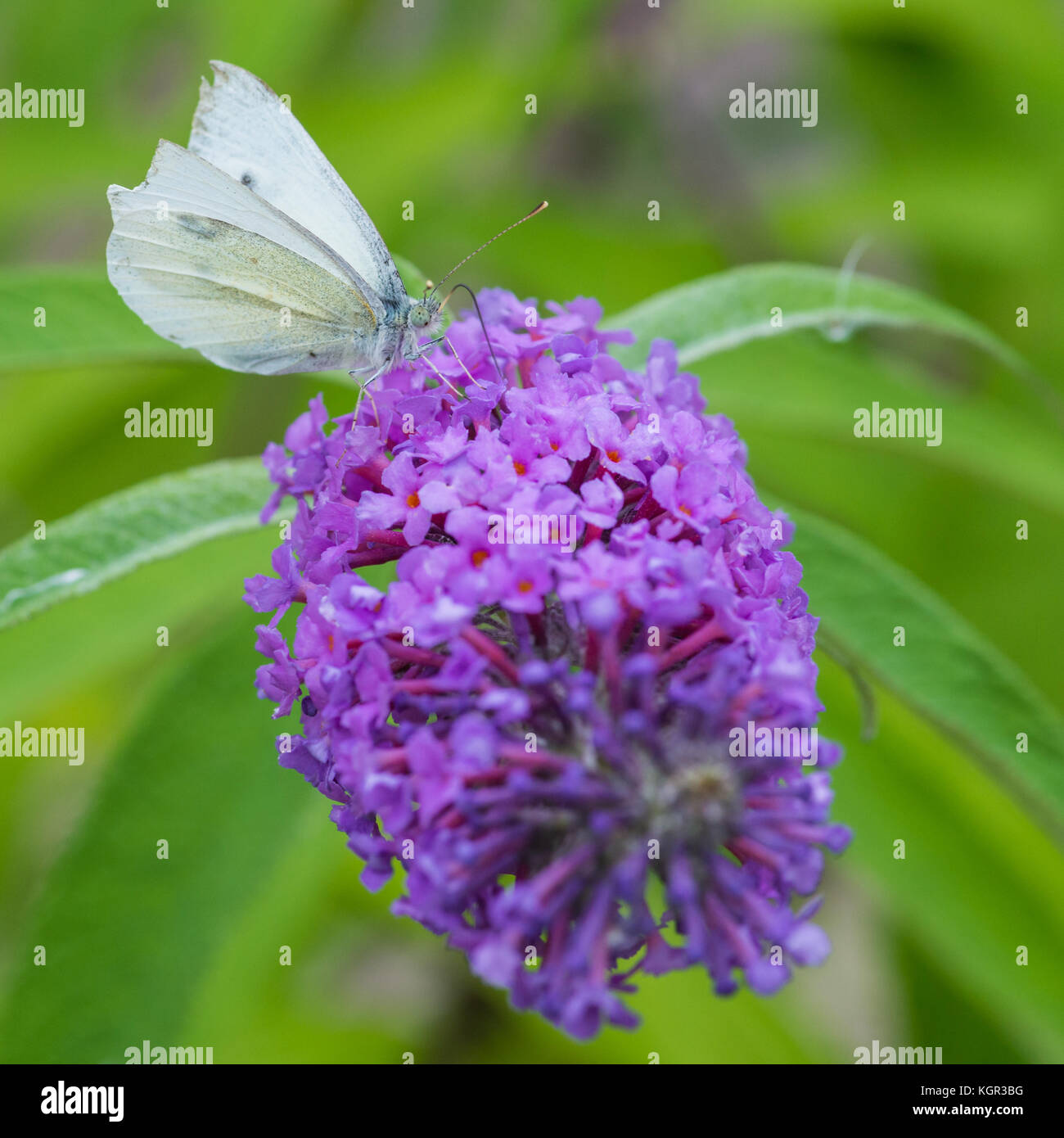 A macro shot of a small white butterfly feeding from a buddleia bush ...