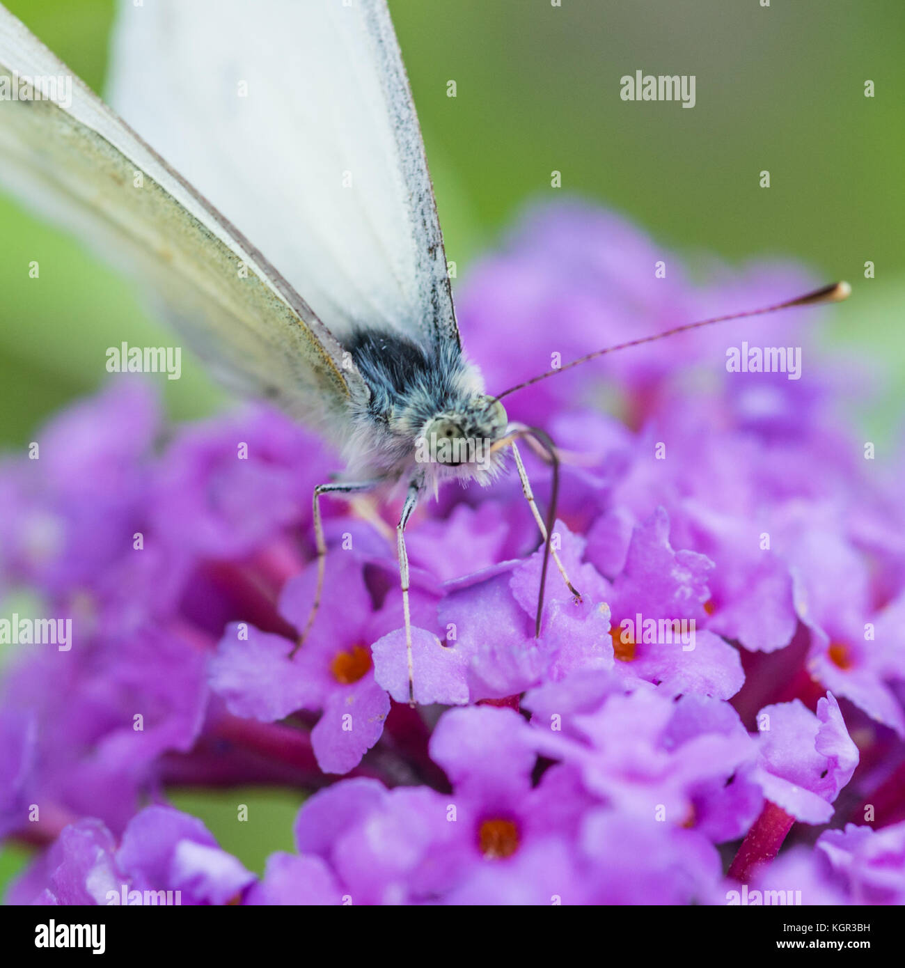 A macro shot of a small white butterfly feeding from a buddleia bush ...