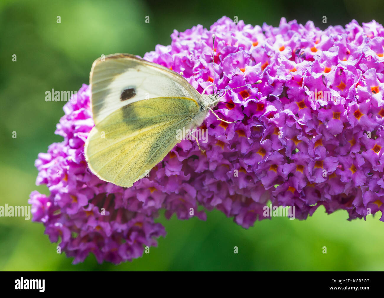 A macro shot of a large white butterfly collecting pollen from a purple ...