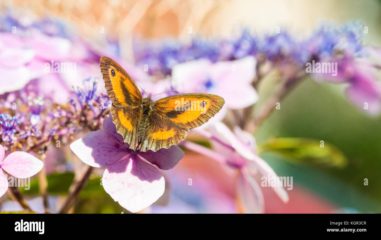 Butterfly hydrangea hi-res stock photography and images - Alamy