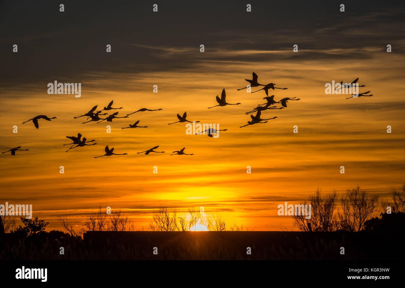 Flying Flamingos High Resolution Stock Photography and Images - Alamy