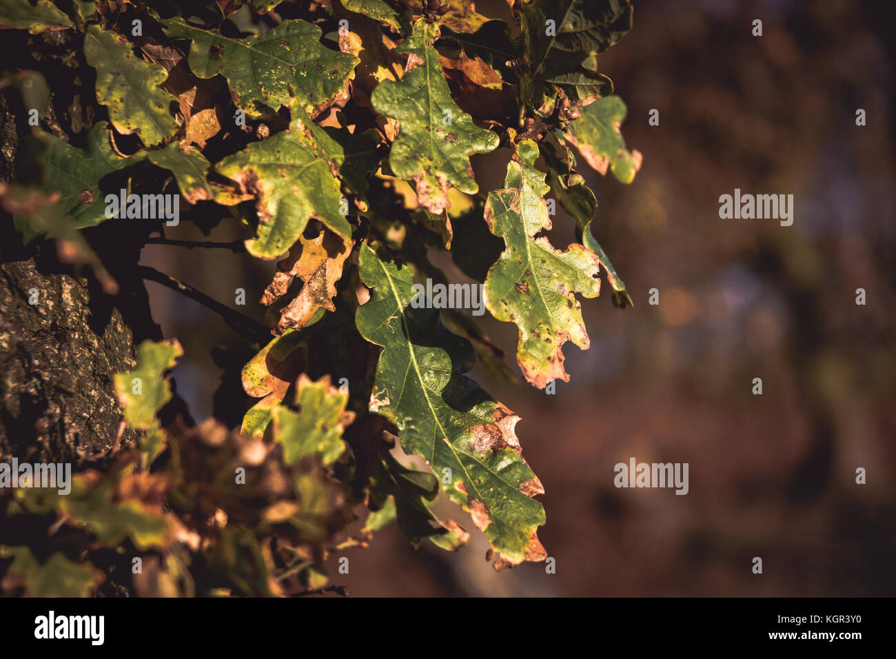 Oak tree leaves in autumn, UK Stock Photo - Alamy