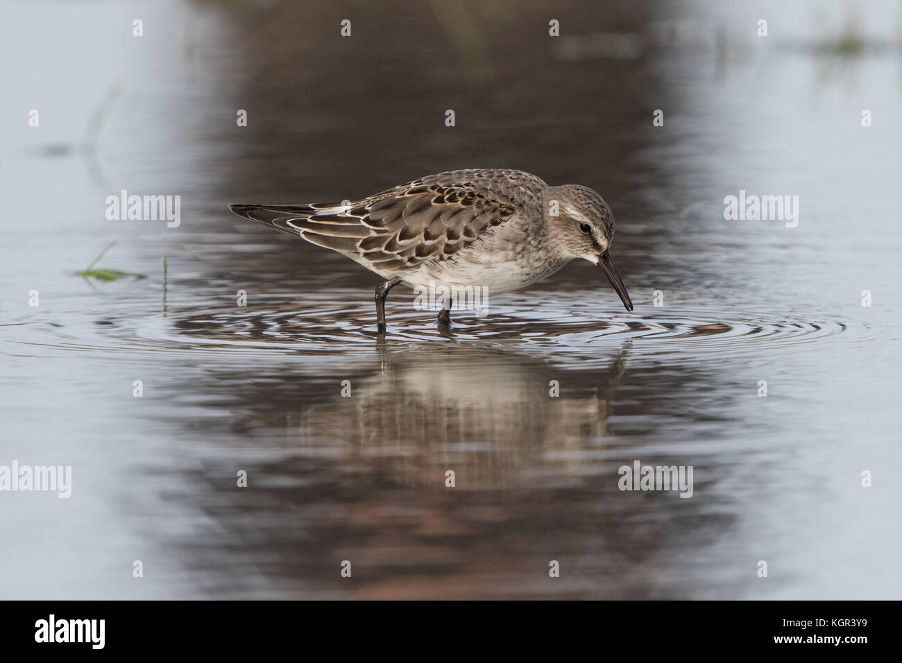 White rumped Sandpiper, St Gothian Nature Reserve, Gwithian, Cornwall ...