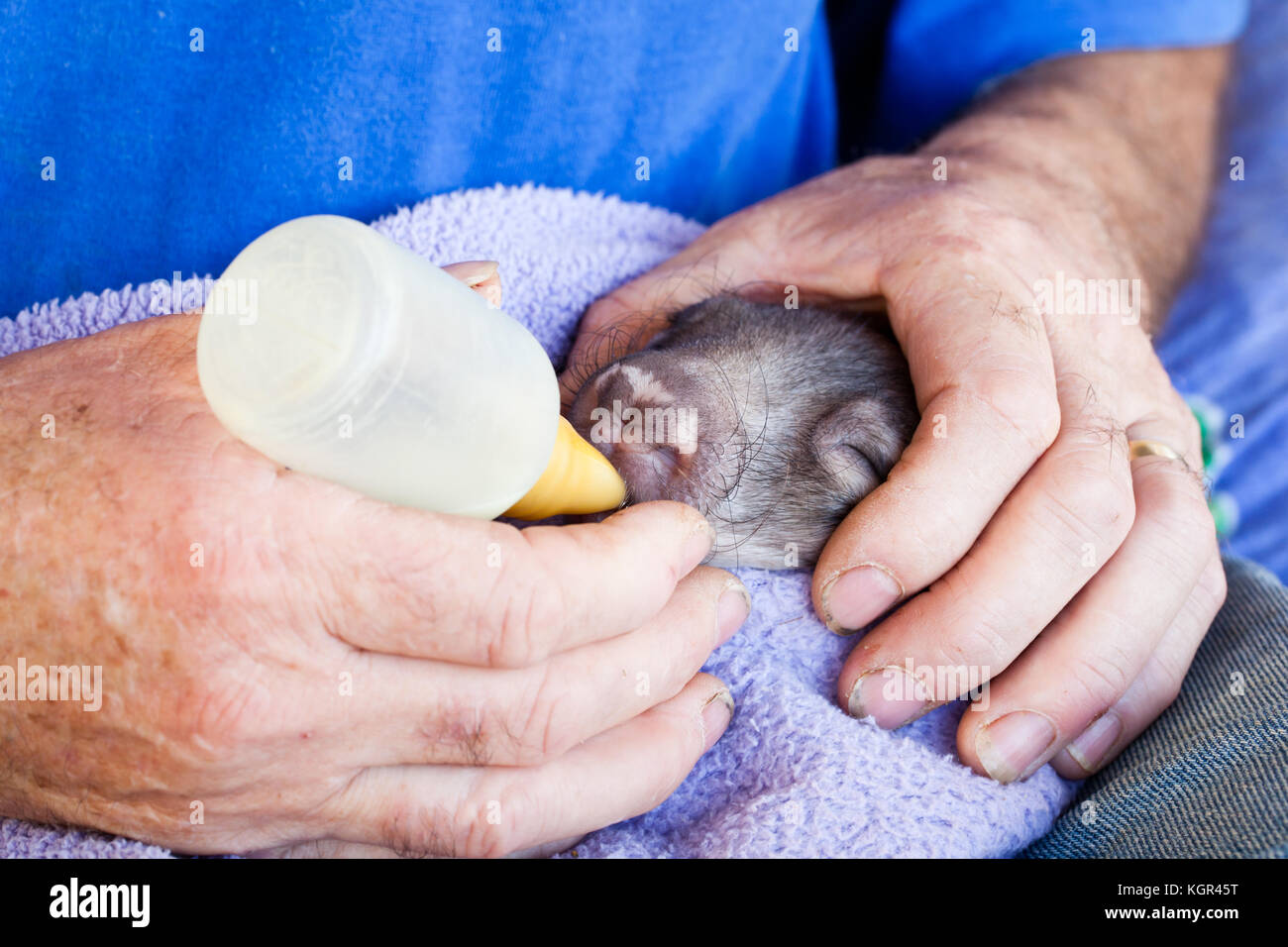 Baby Wombats Australia High Resolution Stock Photography and Images - Alamy