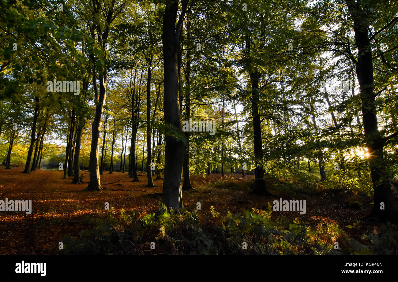 Autumn woodland scenery with golden leaves Stock Photo - Alamy