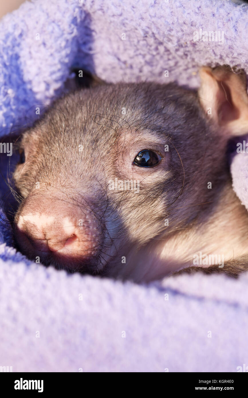 Baby wombats australia hi-res stock photography and images - Alamy