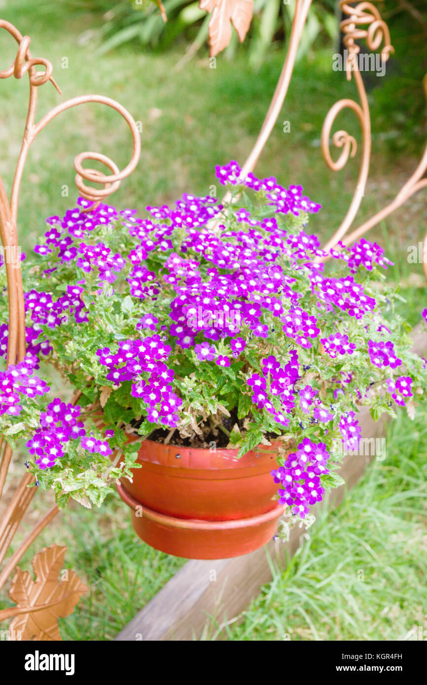 Pink flowers outside in pots in summer geranium Stock Photo - Alamy