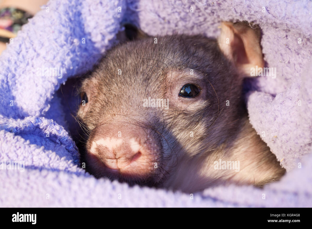 Southern Hairy-nosed Wombat (Lasiorhinus latifrons) baby resting after ...