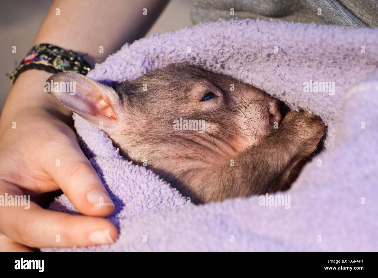 Southern Hairy-nosed Wombat (Lasiorhinus latifrons) baby resting after ...