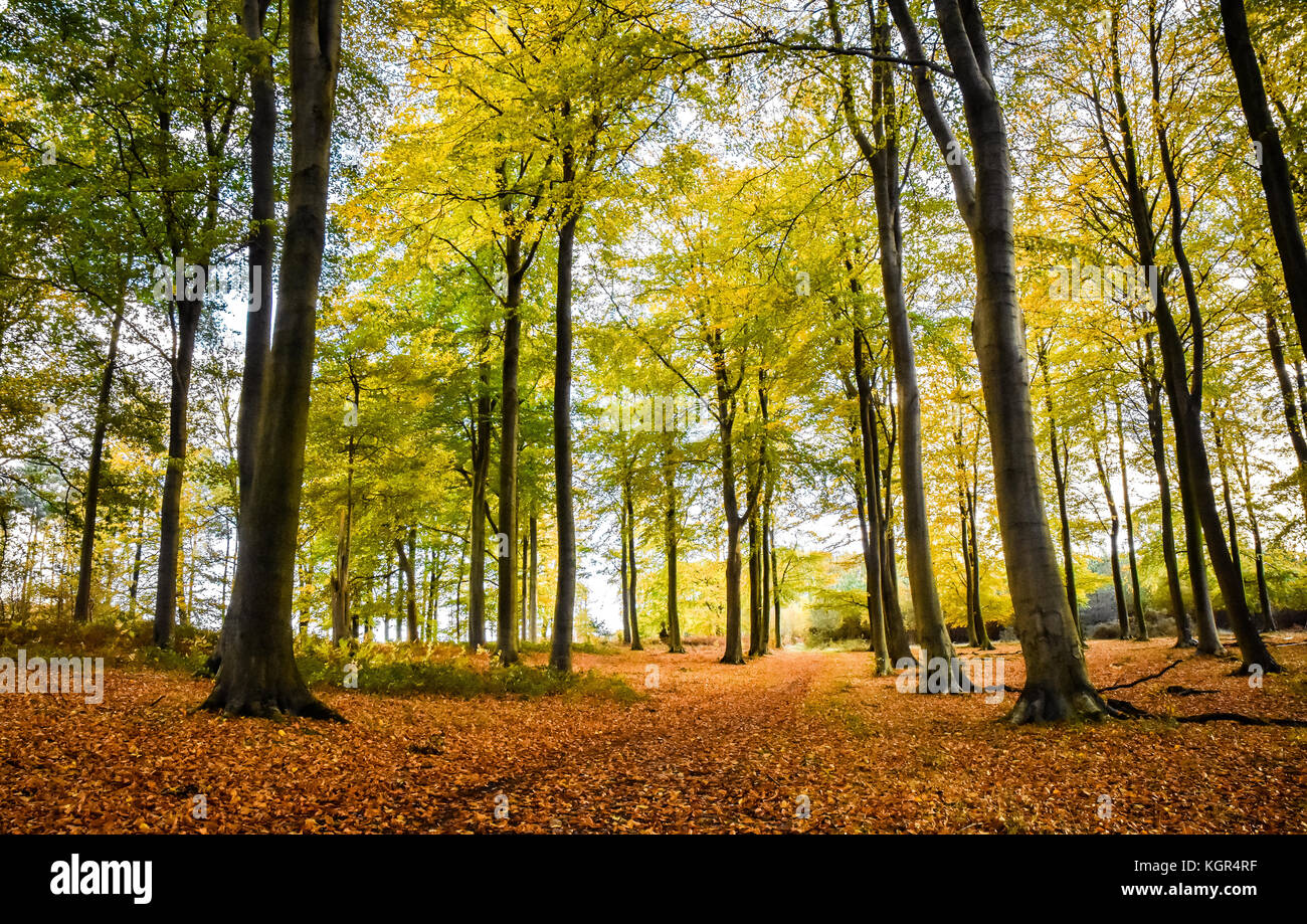 Autumn trees and fallen leaves in a stunning woodland landscape ...
