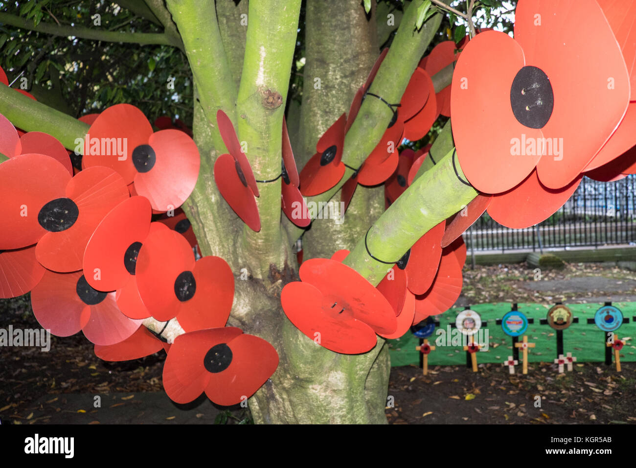 Giant,poopy,Poppies,attached,to,tree,Remembrance,Sunday,Armistice,Day ...
