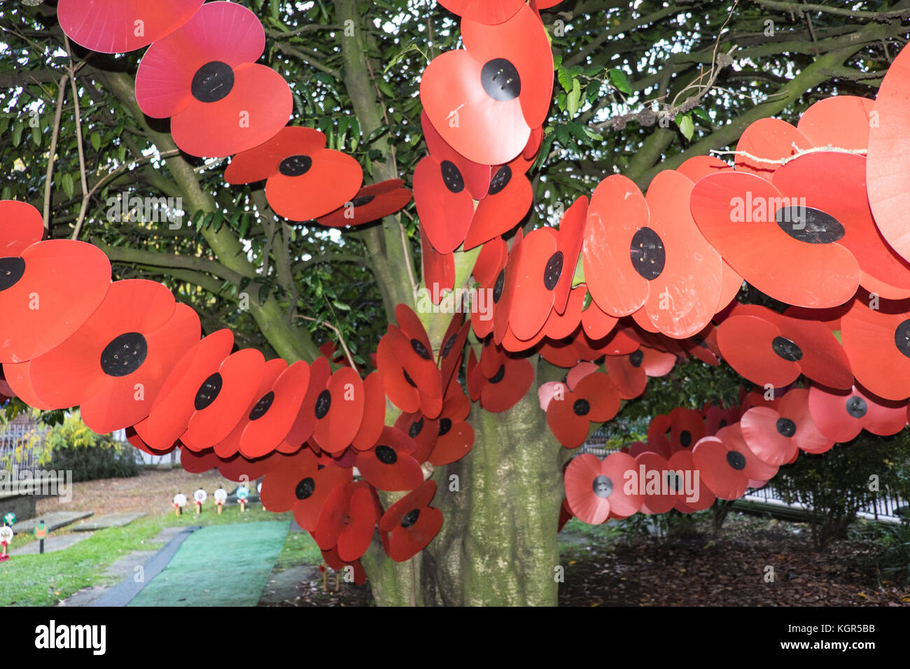 Giant,poopy,Poppies,attached,to,tree,Remembrance,Sunday,Armistice,Day ...