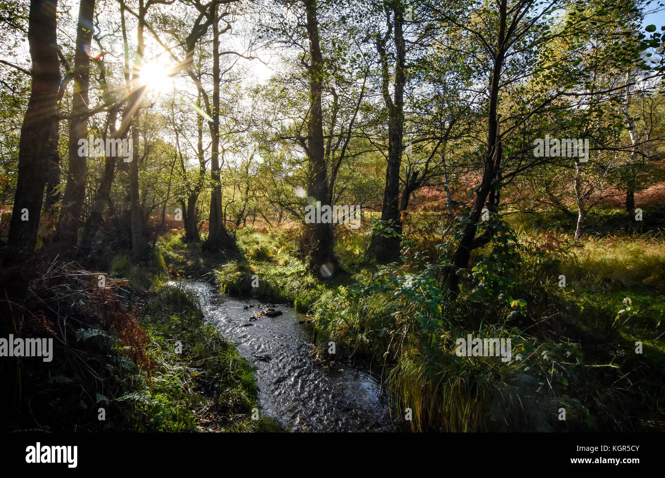 Beautiful naural stream running through an autumn landscape, England ...