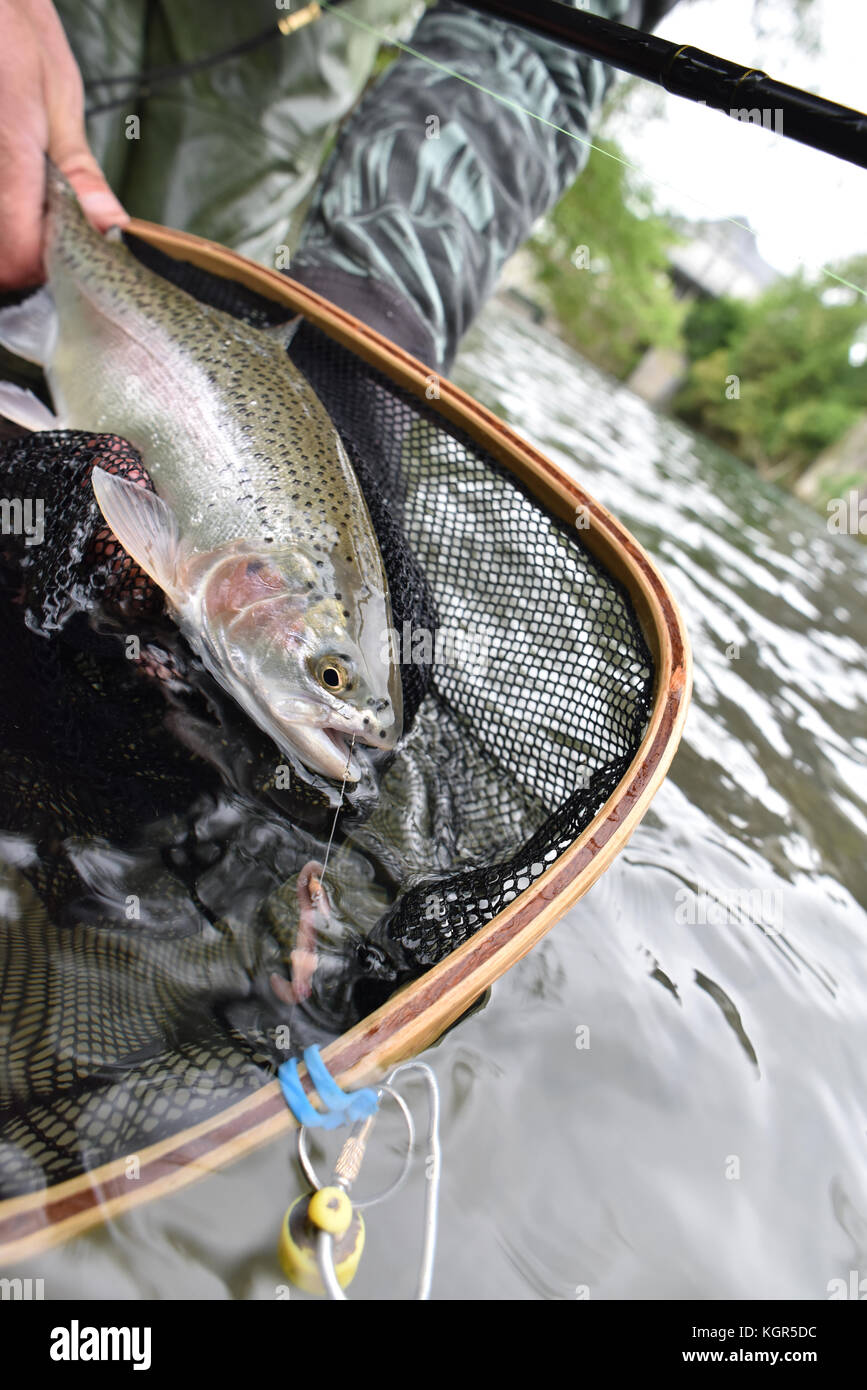 Closeup of rainbow trout caught in river Stock Photo - Alamy