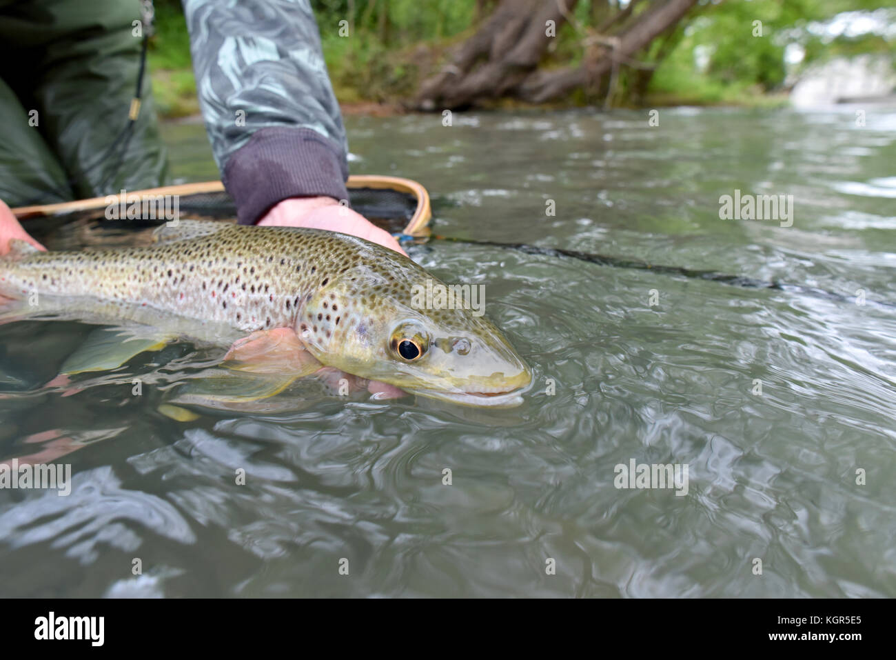 Closeup of fario trout caught by fisherman Stock Photo - Alamy