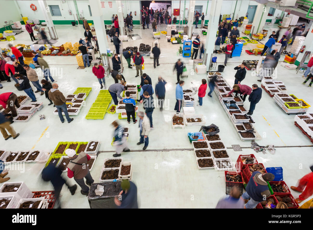 Fish Auction Market Stock Photo - Alamy
