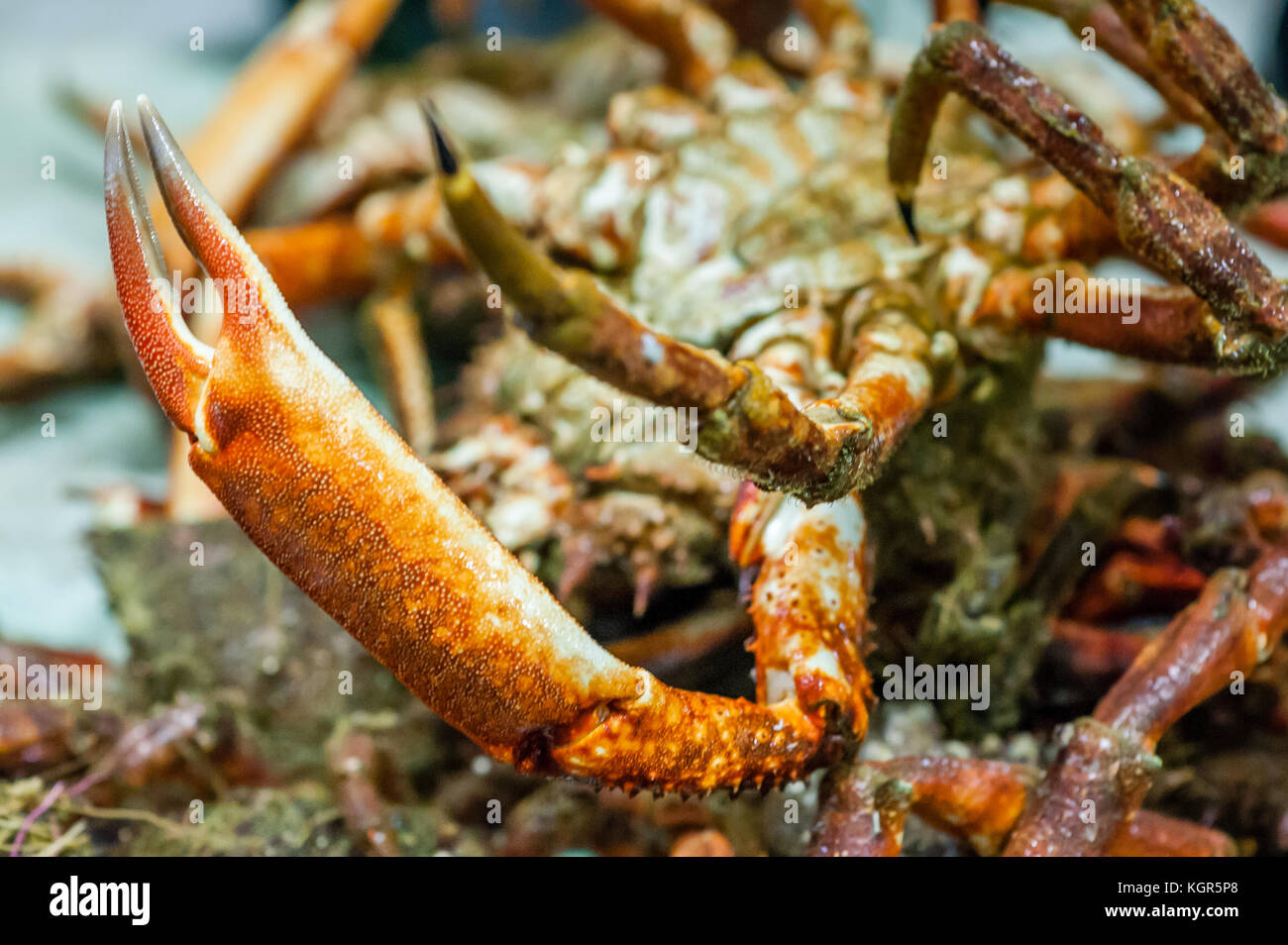 Spidercrab hi-res stock photography and images - Alamy