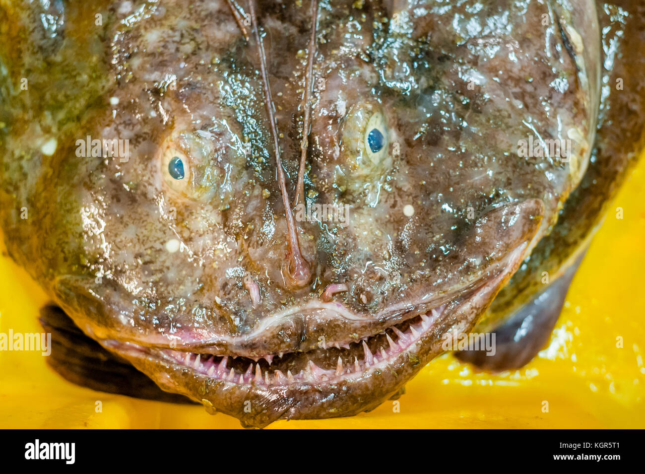 Turbot head hi-res stock photography and images - Alamy