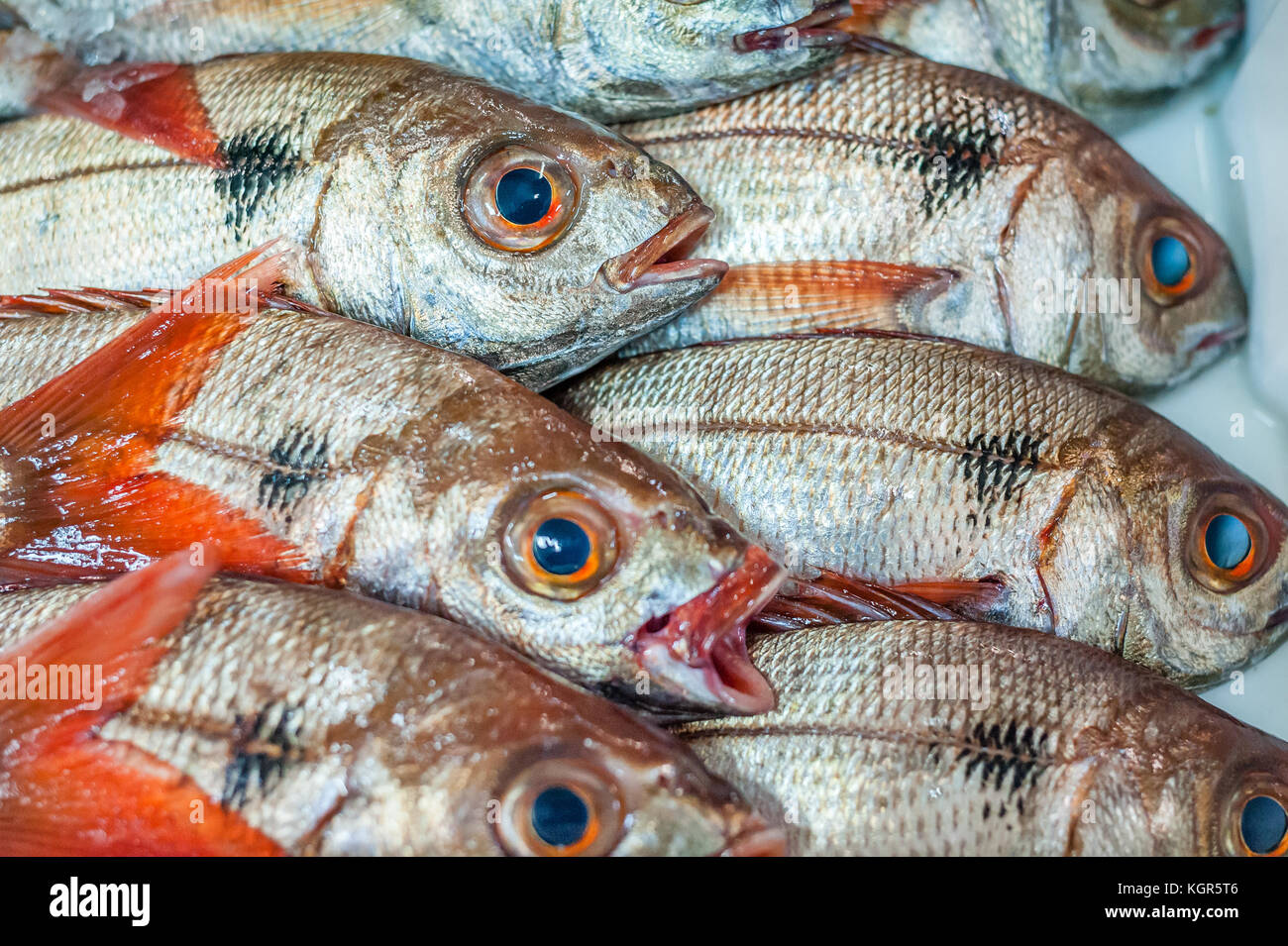 Sea breams hi-res stock photography and images - Alamy