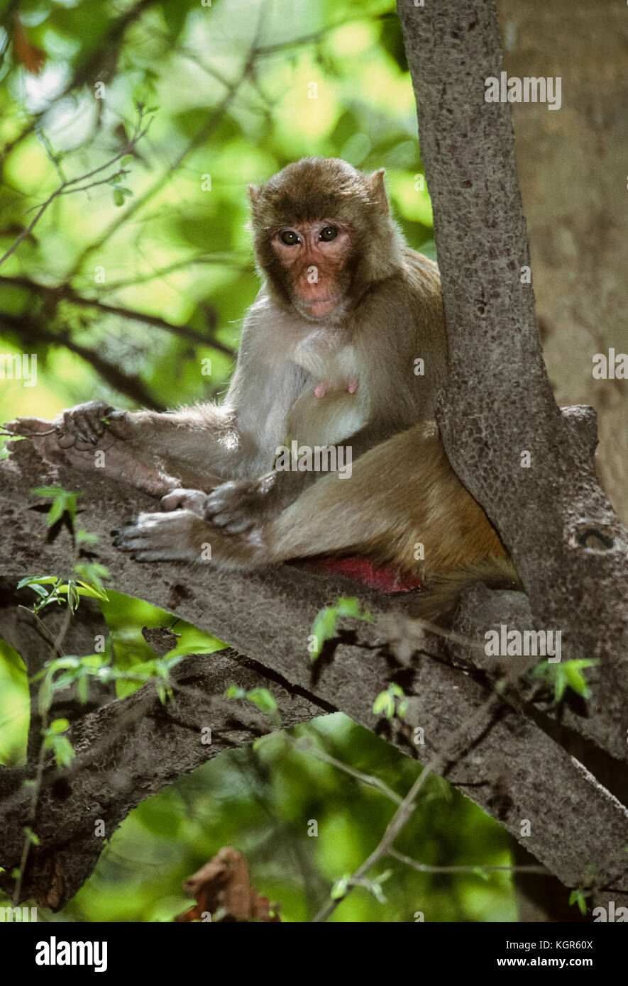 Rhesus macaque hi-res stock photography and images - Alamy Rhesus macaque hi-res stock photography and images - Alamy