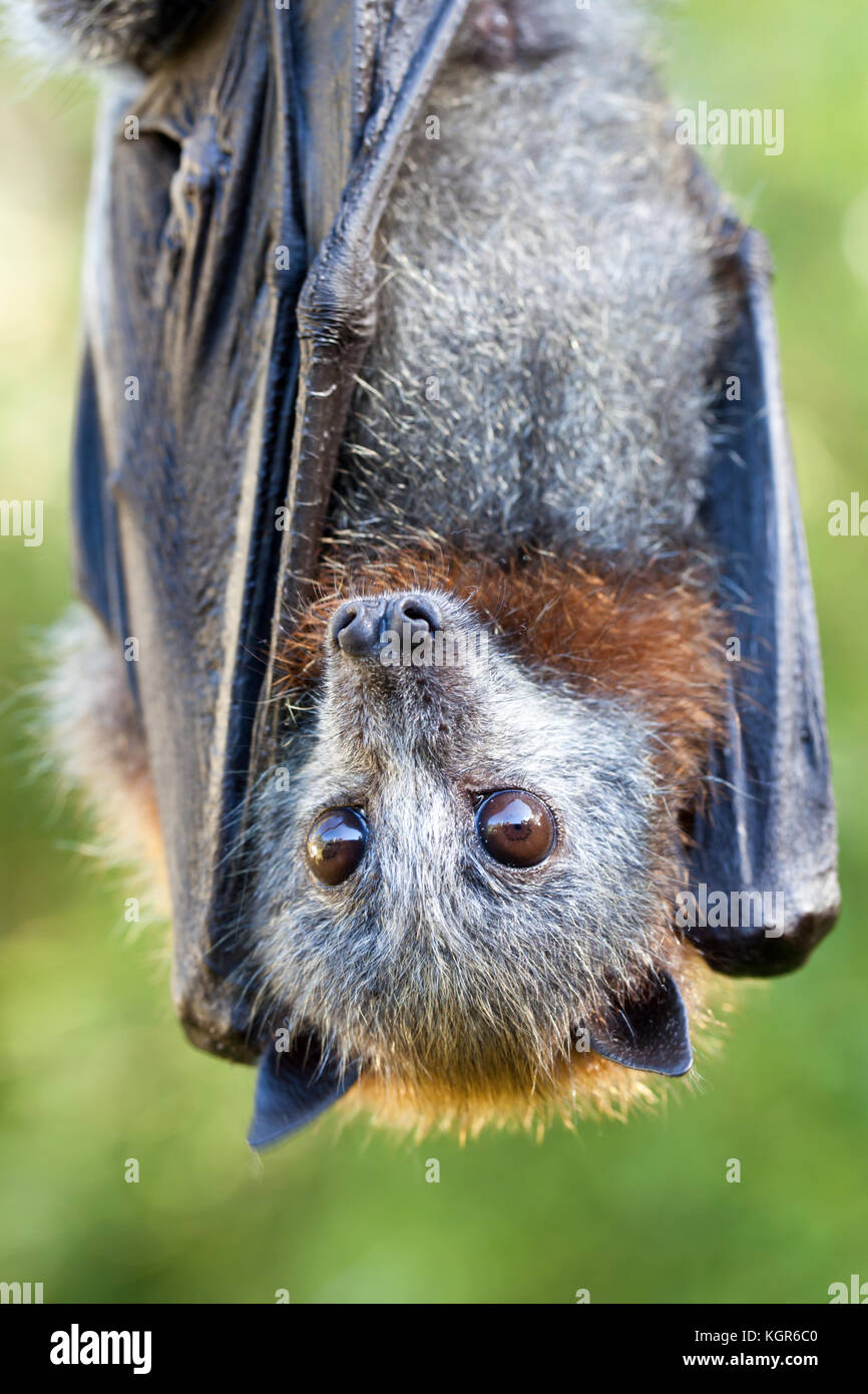Baby Grey Headed Flying Fox