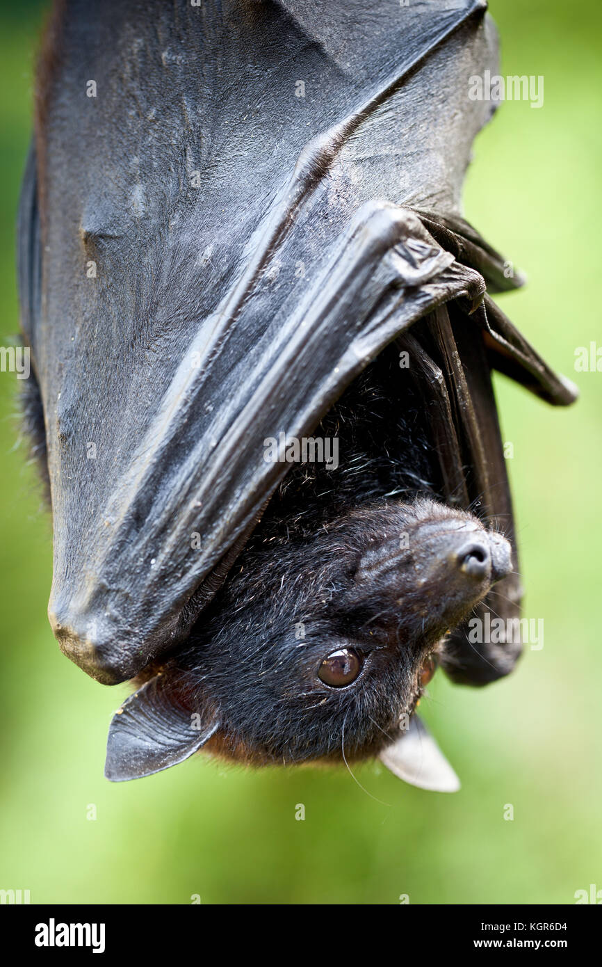 Black Flying-fox (Pteropus alecto). Juvenile female in care recovering ...