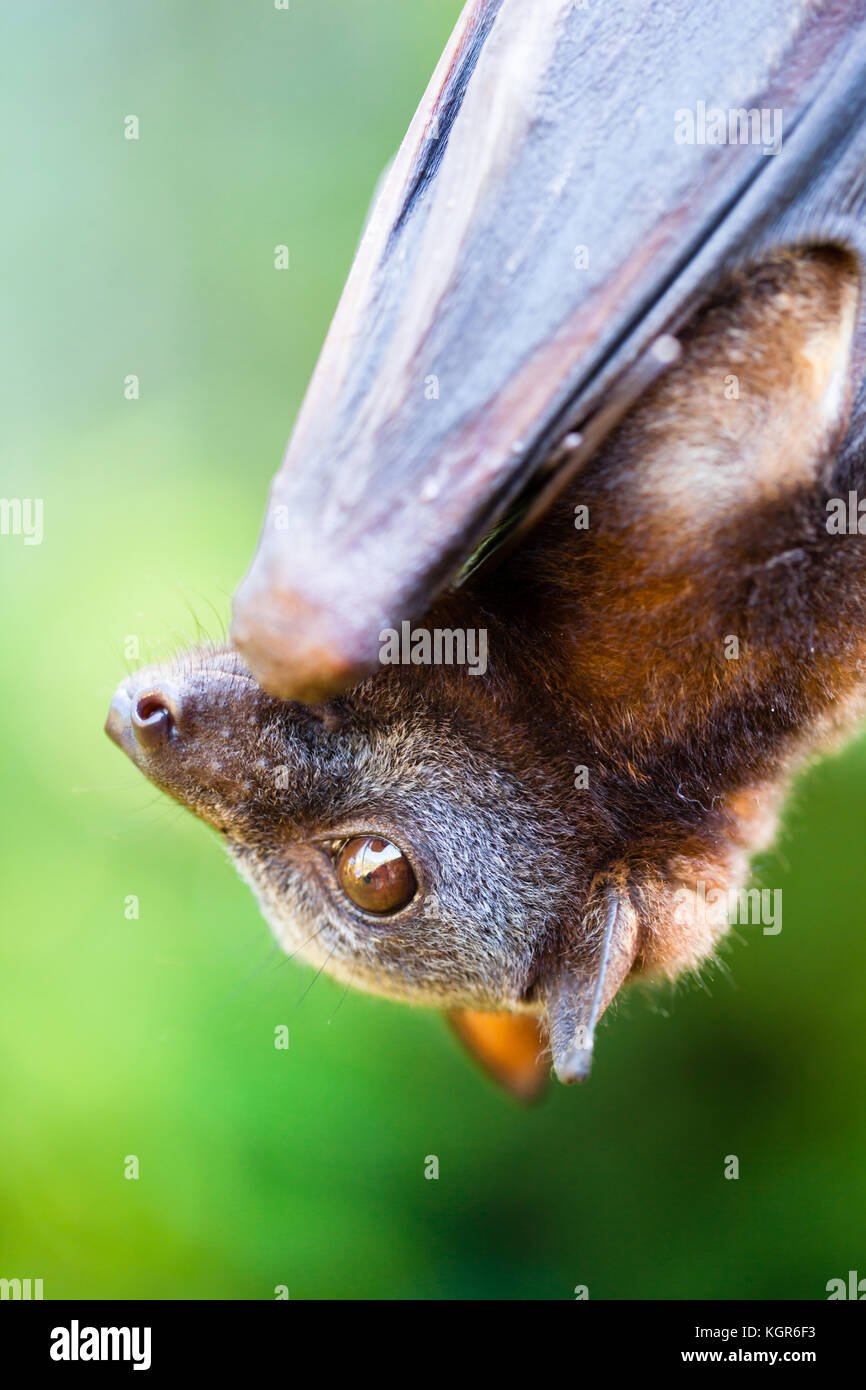 Little red Flying-fox (Pteropus scapulatus). Sub-adult male in care ...