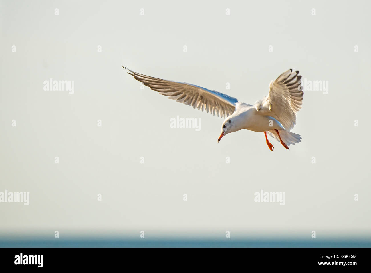 Black-headed gull flying deep over the beach Stock Photo - Alamy