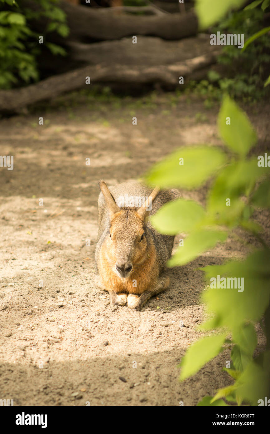 Kangaroo in Zoo Stock Photo - Alamy