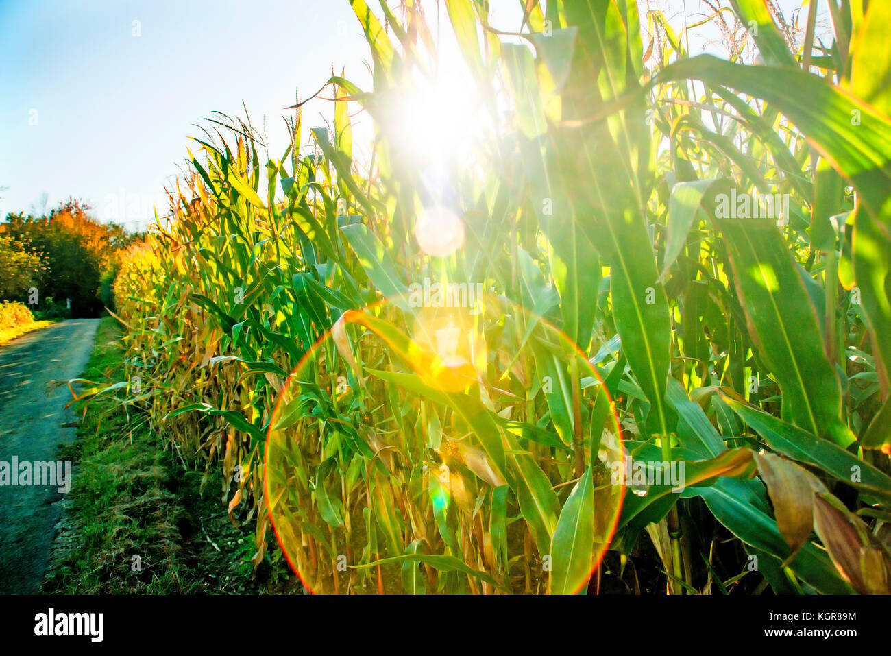 field of corn in back light Stock Photo - Alamy