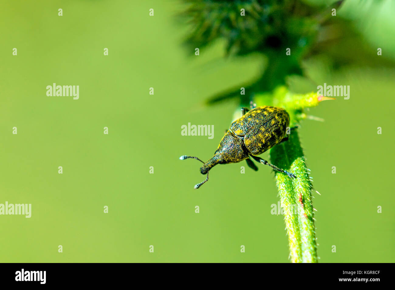 the large pine weevil Stock Photo - Alamy