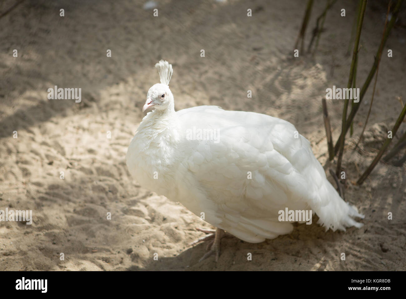 White peacock standing Stock Photo - Alamy