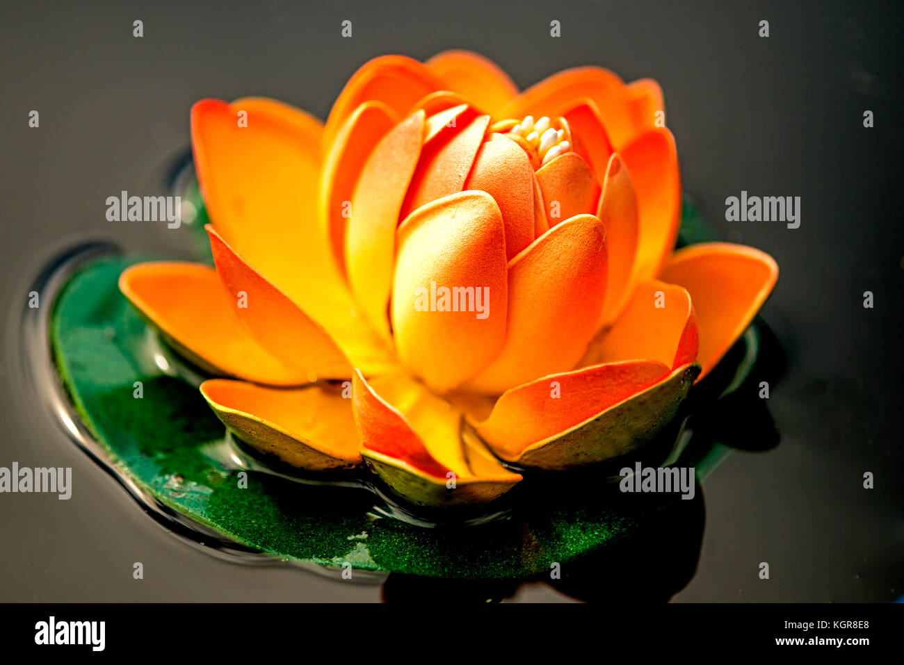 water lily, artificially in a barrel Stock Photo - Alamy