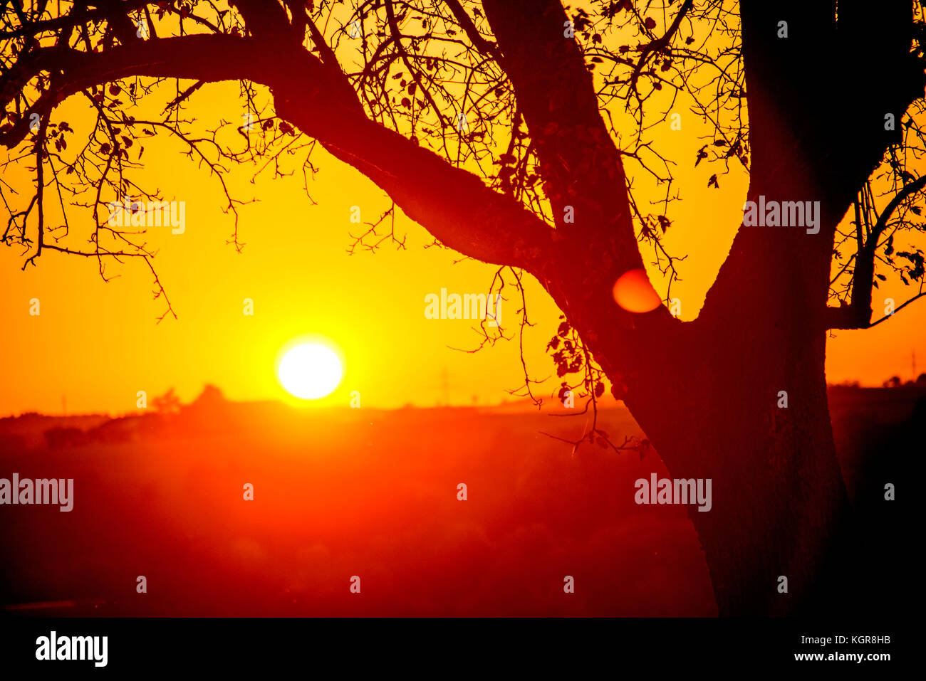 sunset in autumn with tree Stock Photo - Alamy