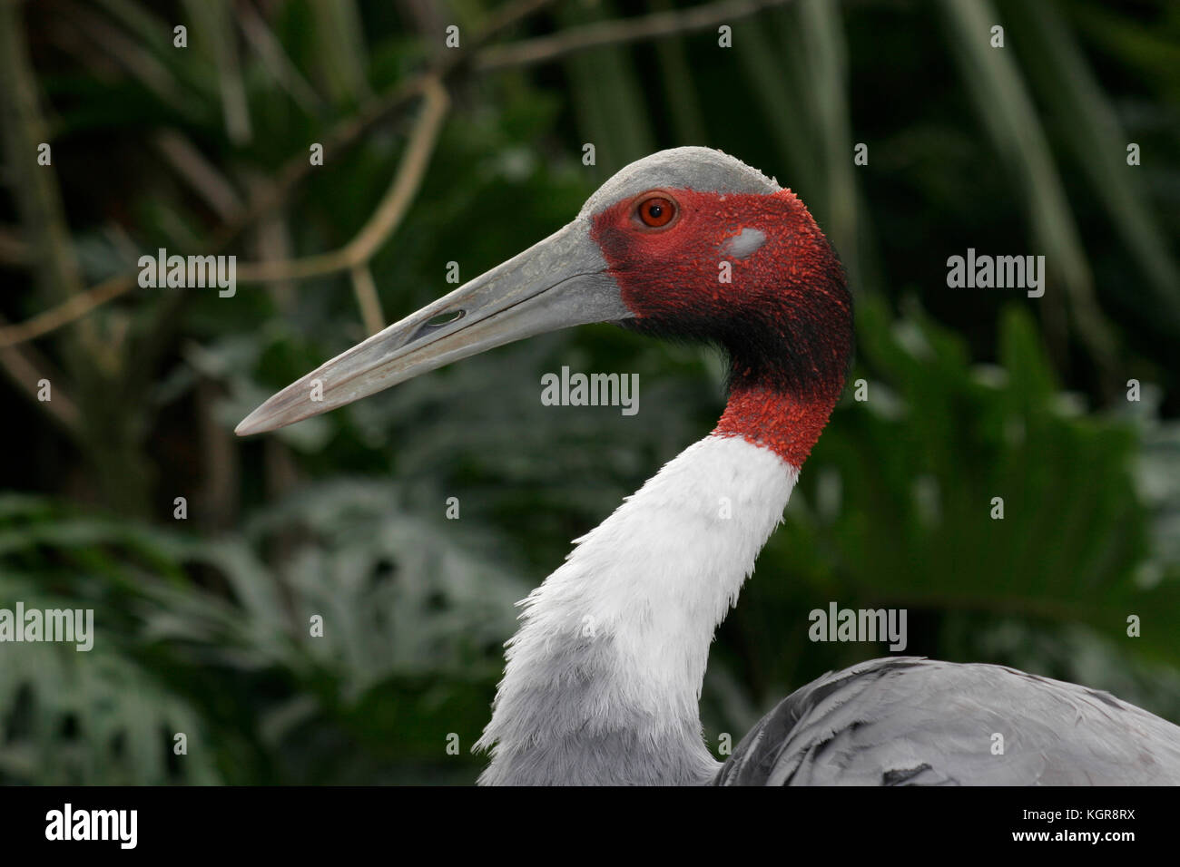 Saurus Crane, Grus antigone Stock Photo - Alamy