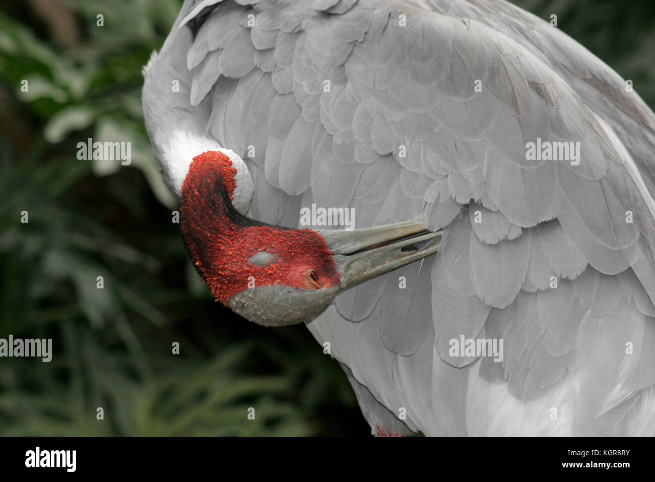 Saurus Crane, Grus antigone Stock Photo - Alamy