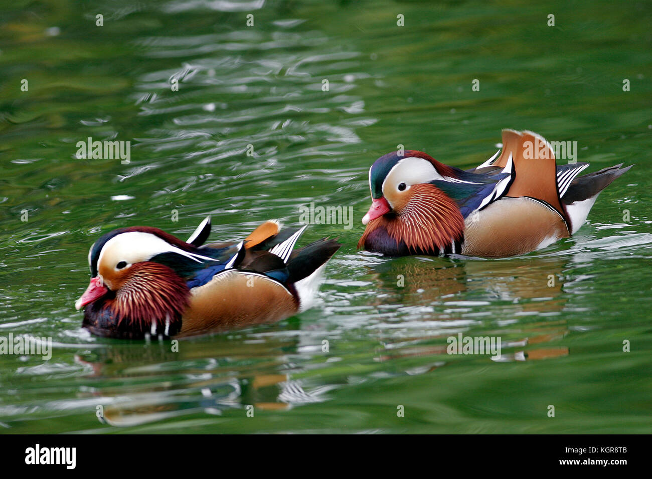 Mandarin duck, Aix galericulata Stock Photo - Alamy