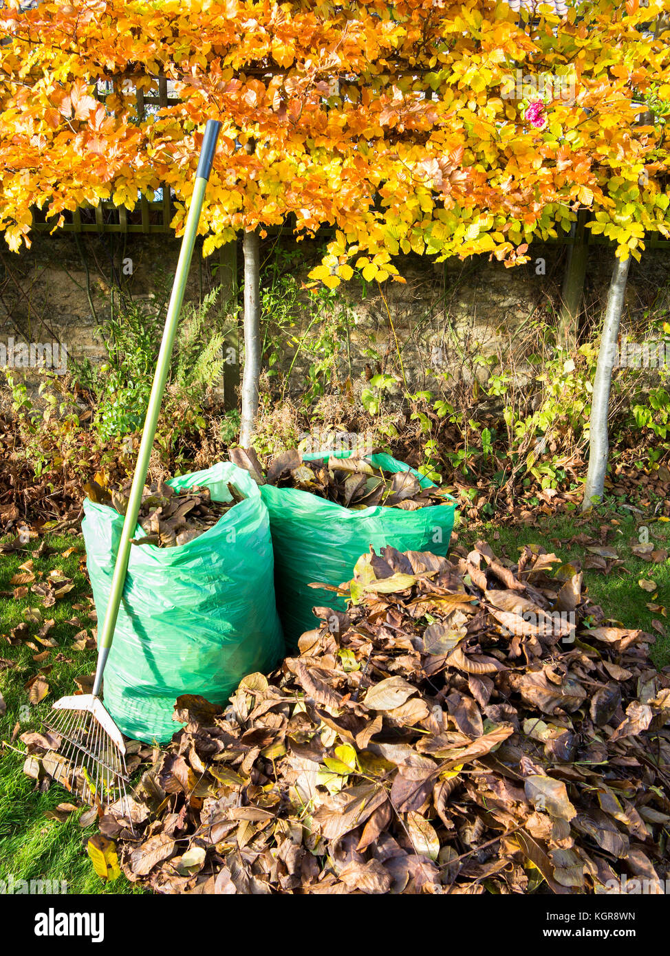 Raked leaves hi-res stock photography and images - Alamy
