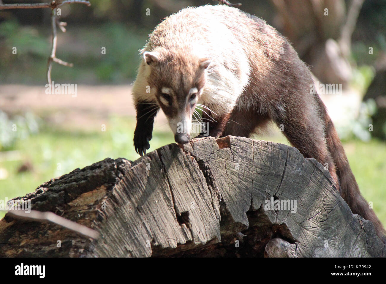 A coati in the park of the Schonbrunn castle in Vienna (Austria Stock ...