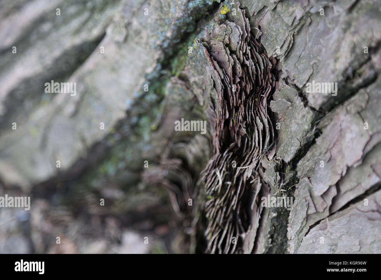Moss on chipping tree bark Stock Photo - Alamy
