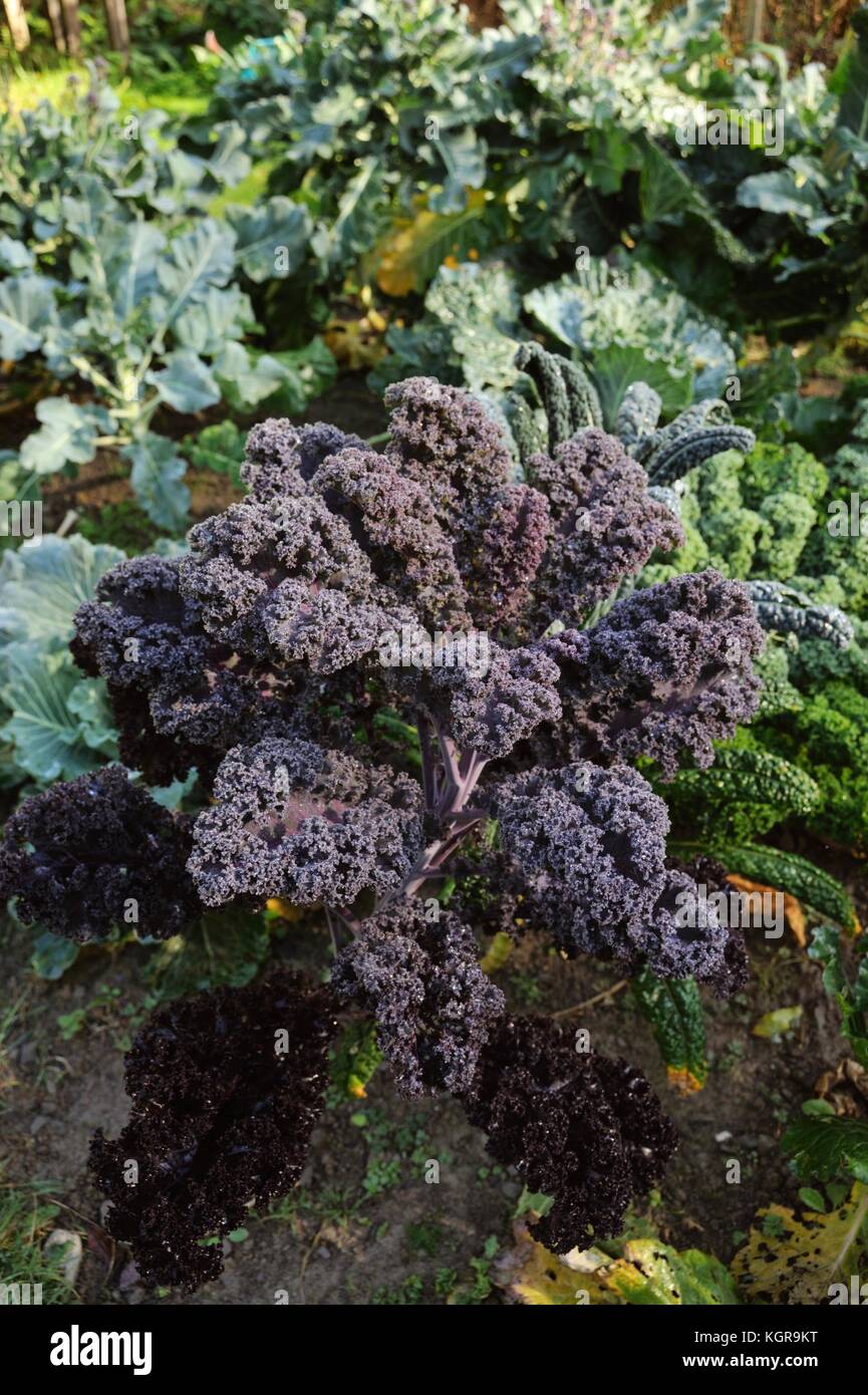 Scarlet kale hi-res stock photography and images - Alamy