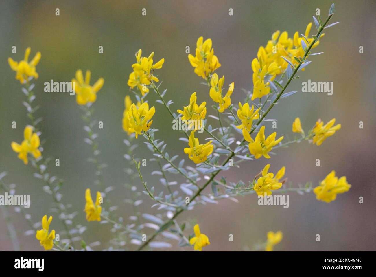 Dyer's Greenweed Genista tinctoria, Wales, UK Stock Photo - Alamy