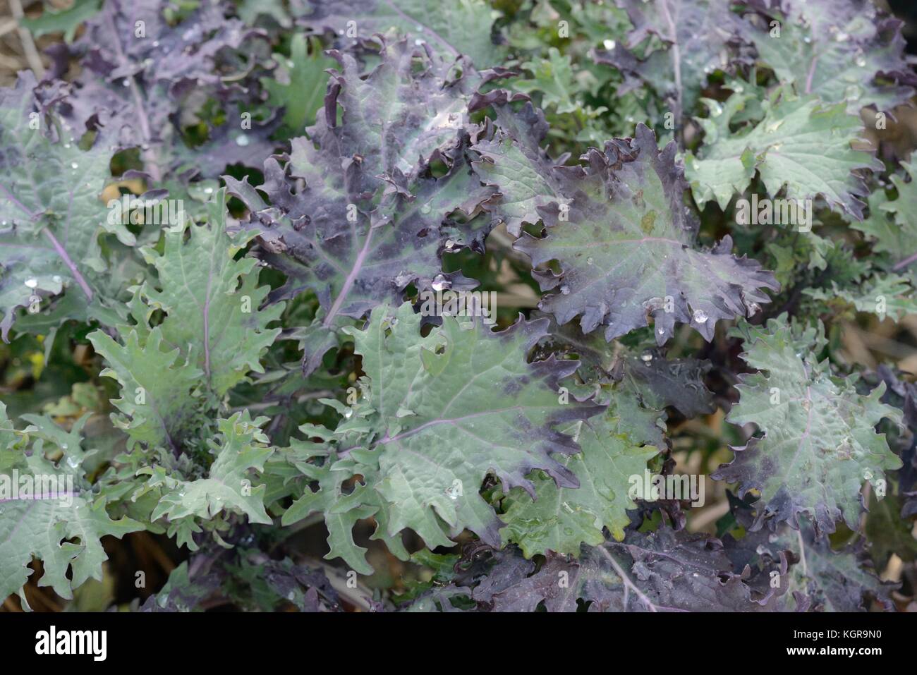 Garden red russian kale hi-res stock photography and images - Alamy
