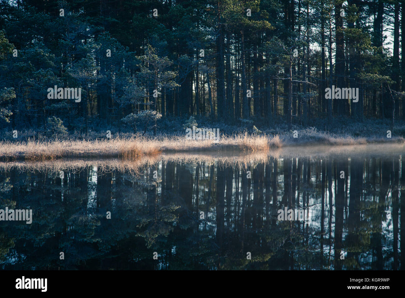 A beautiful swamp pond with a raising mist during the sunrise. Quagmire ...