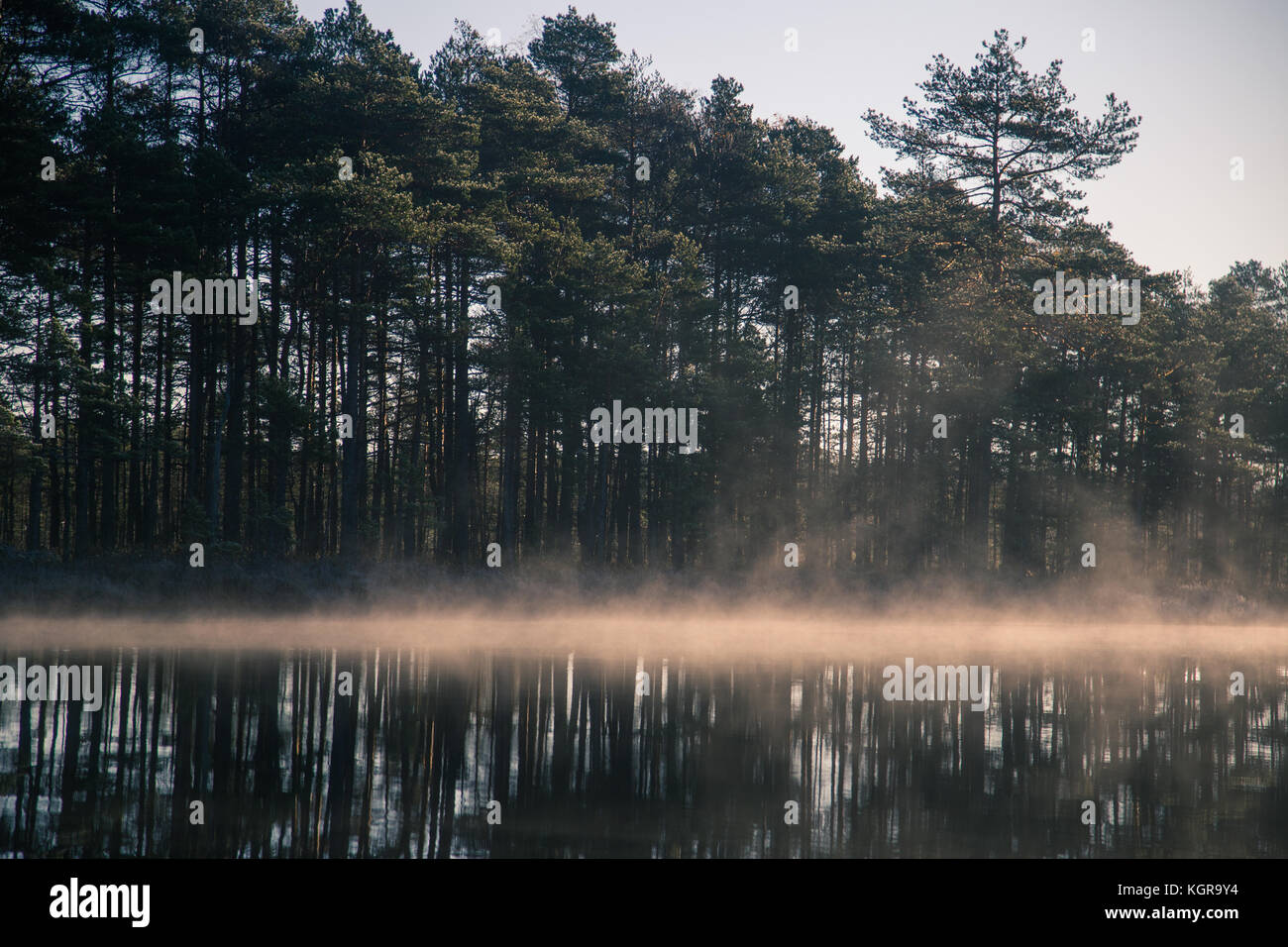A beautiful swamp pond with a raising mist during the sunrise. Quagmire ...
