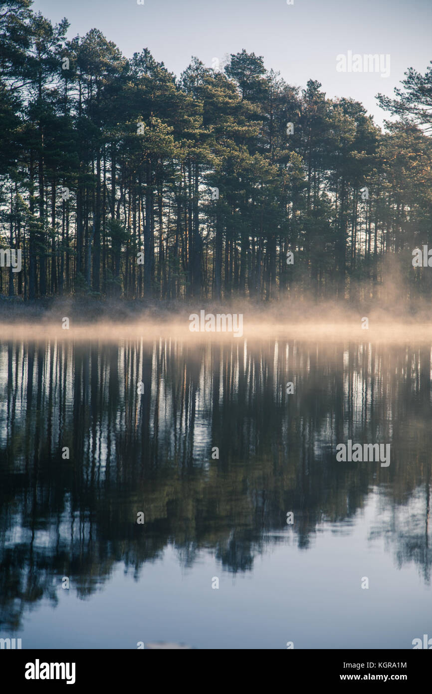 A beautiful swamp pond with a raising mist during the sunrise. Quagmire ...